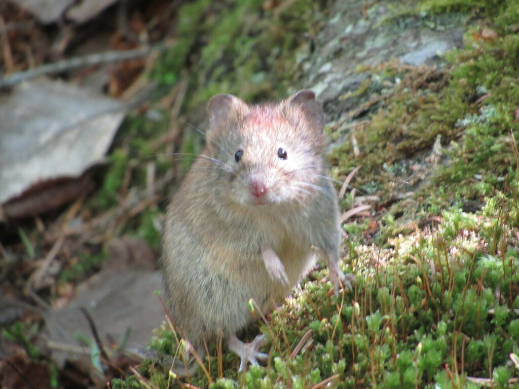Northern Red-backed Vole from FM4C+37, Skagway, AK 99840, United States ...