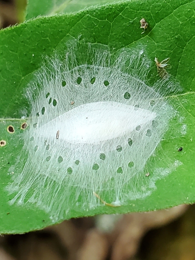 Peacock Brenthia Moth from Andersonville, TN 37705, USA on June 24 ...