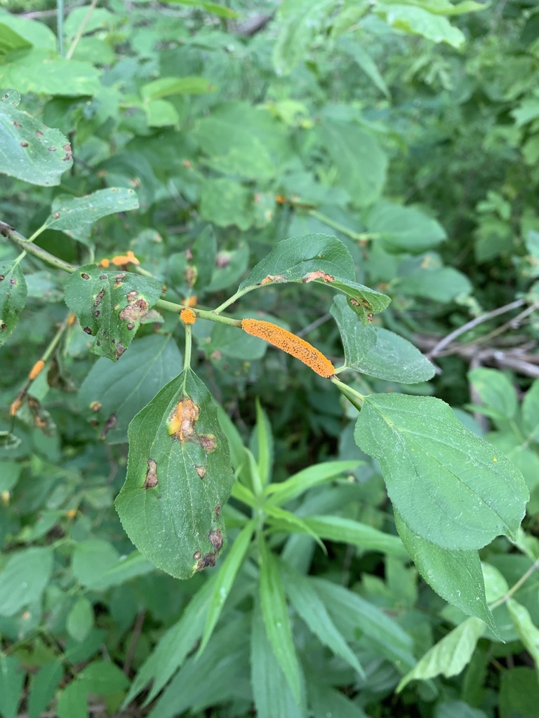 Orange-Yellow Rusts from Pickering, ON, Canada on June 23, 2023 at 10: ...