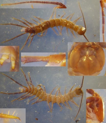 Subspecies Lithobius piceus piceus · iNaturalist