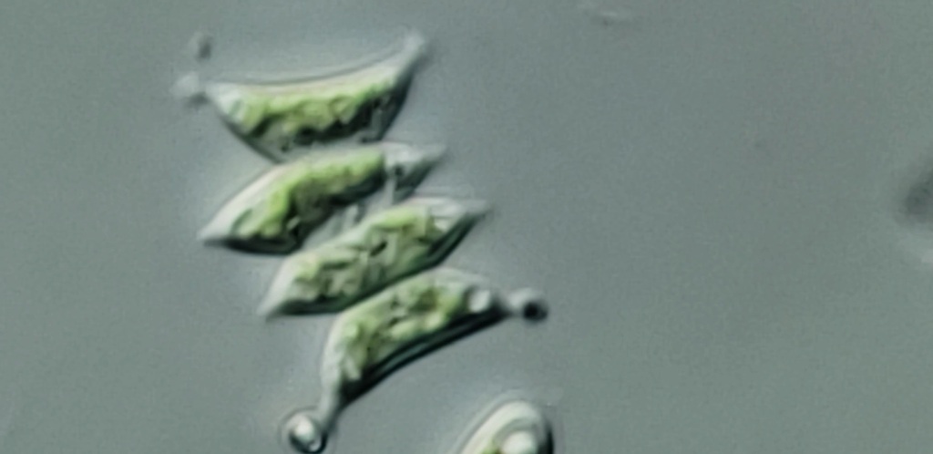 Scenedesmus from Amagansett, NY, USA on June 23, 2023 at 04:32 PM by ...