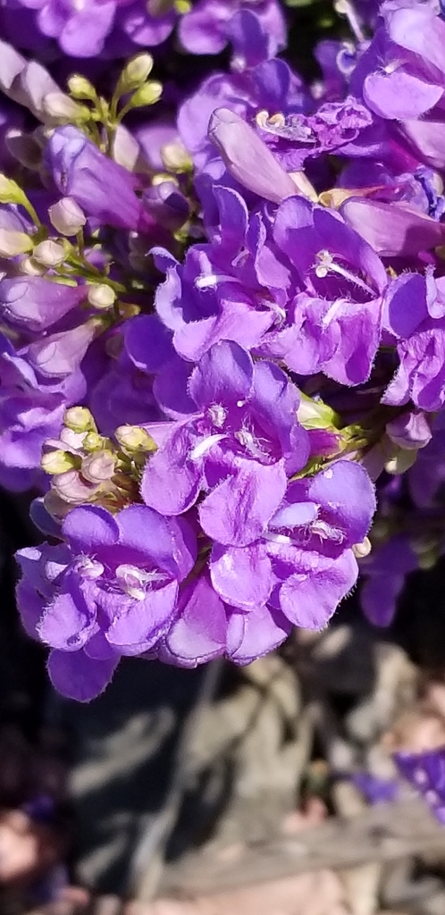 Venus Penstemon from Minam, OR, USA on June 24, 2023 at 11:04 AM by ...