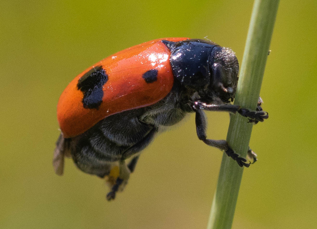 Clytra from Bettembourg, Luxembourg on June 24, 2023 at 05:17 PM by ...