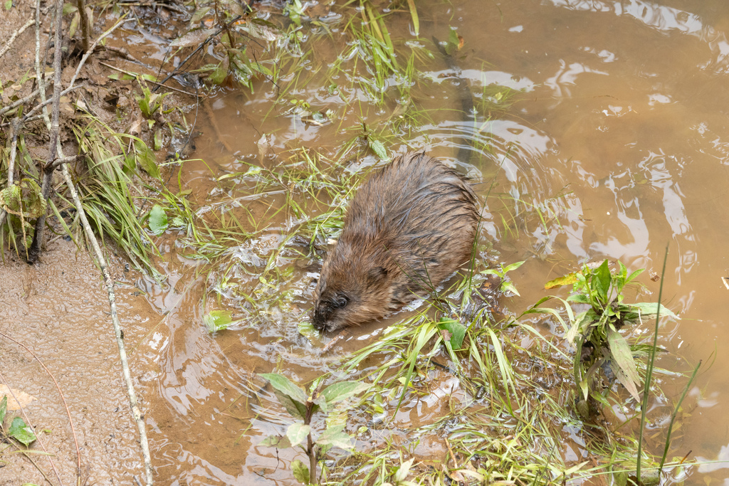 Muskrat from Stokes County, NC, USA on June 24, 2023 at 03:13 PM by ...