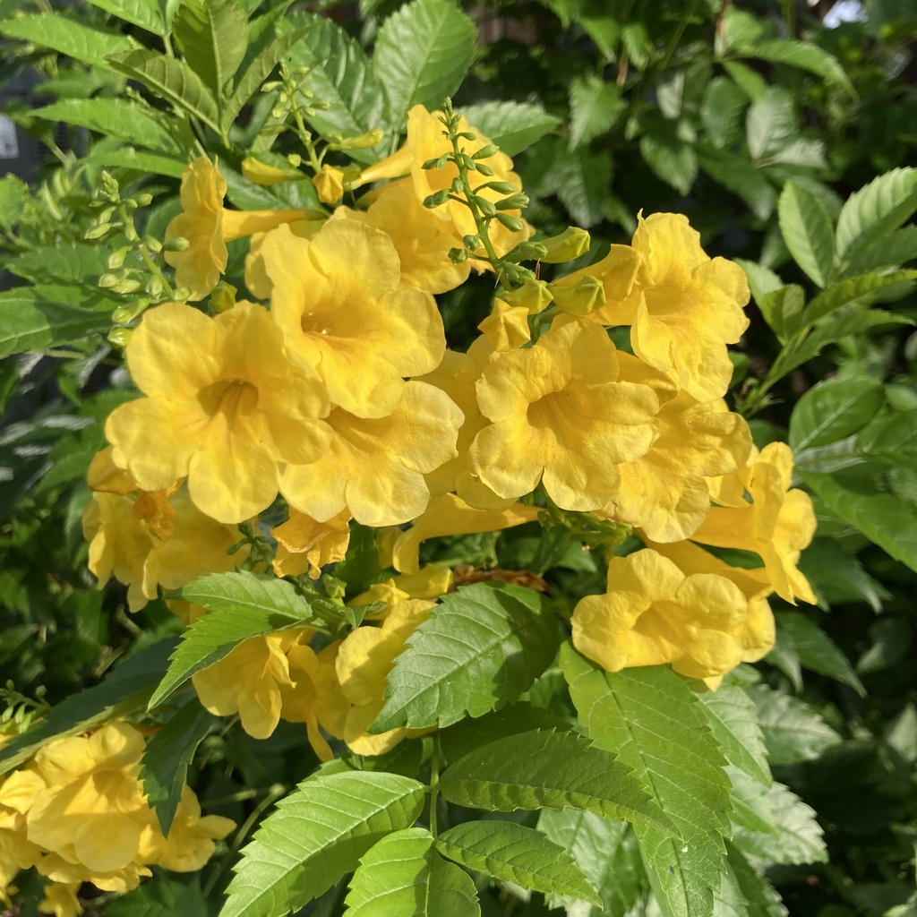 yellow trumpet flower from Perkins Dr, Austin, TX, US on June 24, 2023 ...