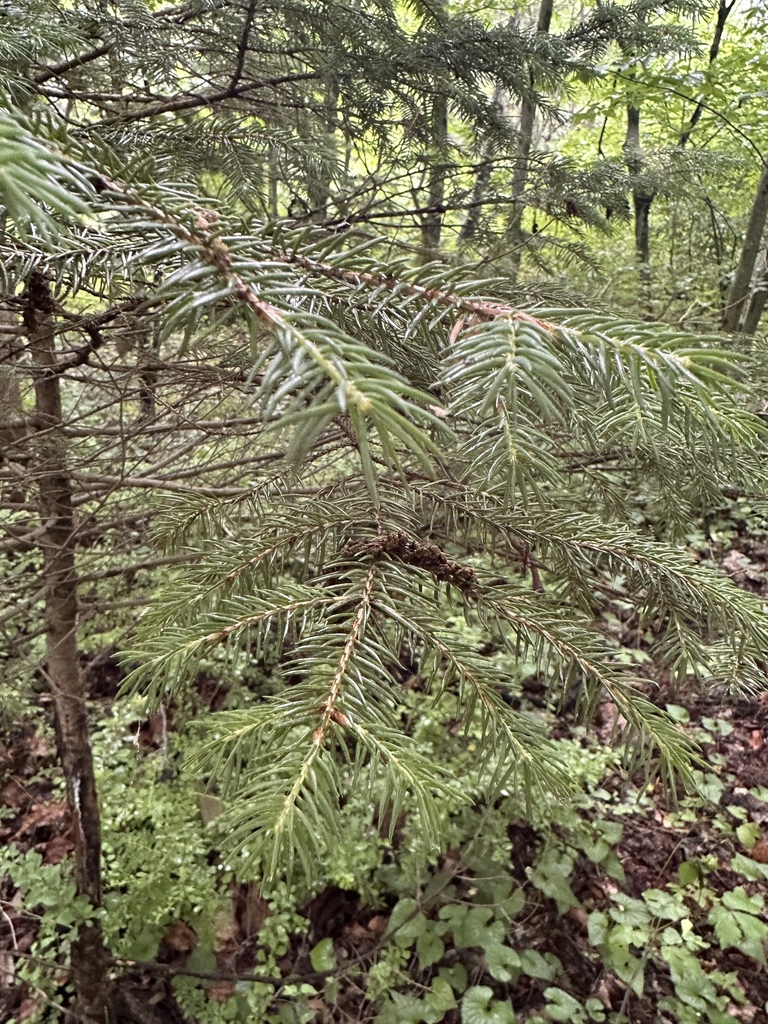 red spruce from Nazareth, PA, US on June 24, 2023 at 05:39 PM by skwik ...