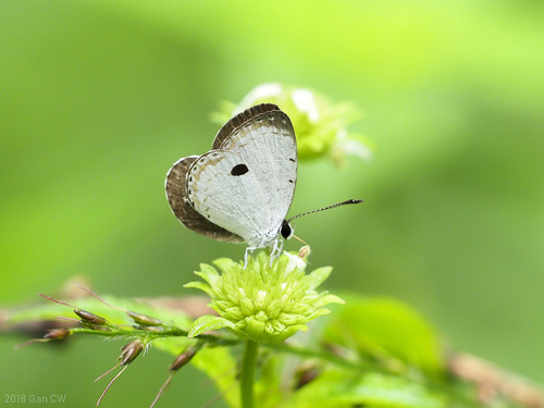 Forest Quaker (Pithecops corvus) · iNaturalist United Kingdom