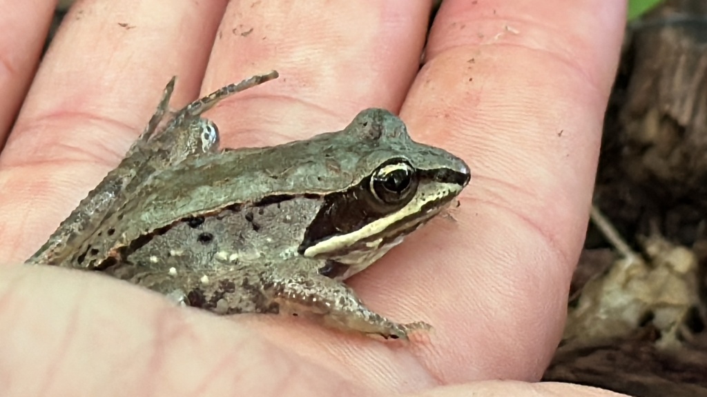 Wood Frog from Parc du Lac-Beauchamp, Gatineau, QC, CA on June 24, 2023 ...