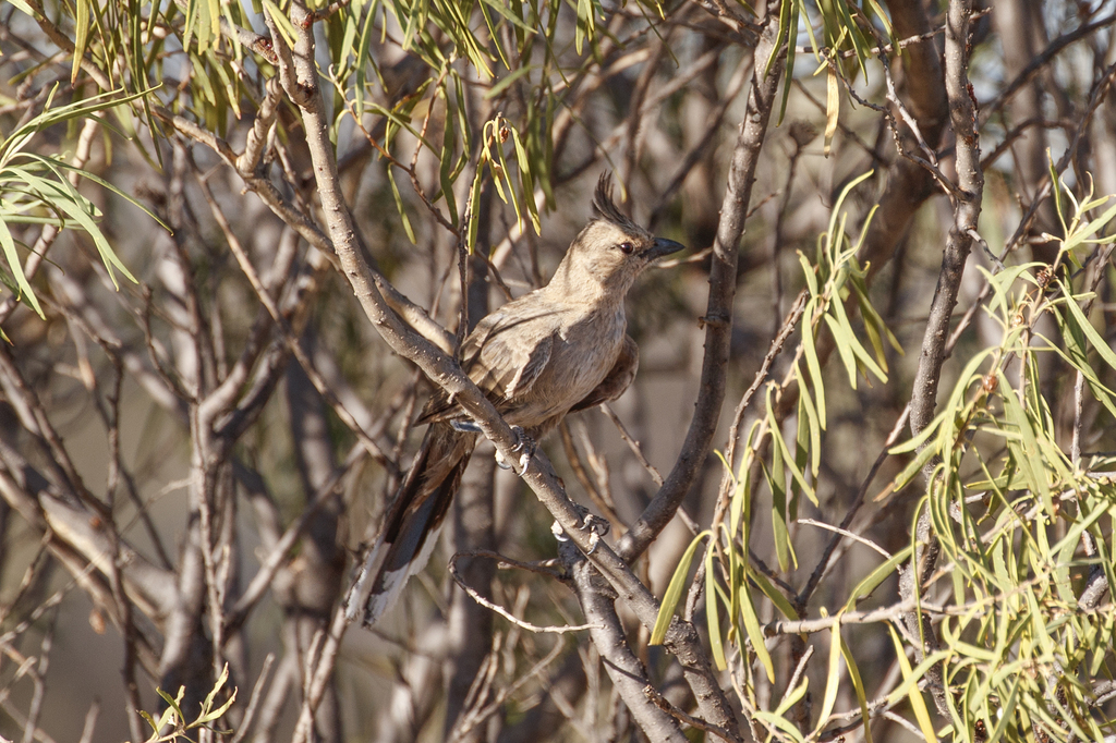 Chiming Wedgebill from Mount Magnet WA 6638, Australia on January 2 ...