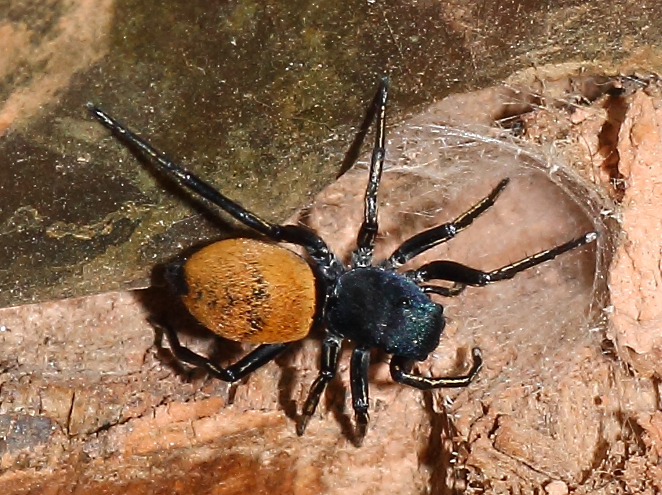 Desert Ant-mimicking Jumping Spider in February 2015 by Marion Maclean ...