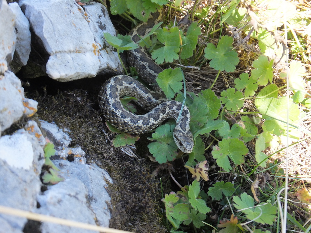 10 Facts About The Meadow Viper – Snake Radar