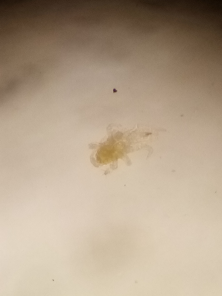Mites and Ticks from Duvauchelle, New Zealand on March 17, 2023 by ...