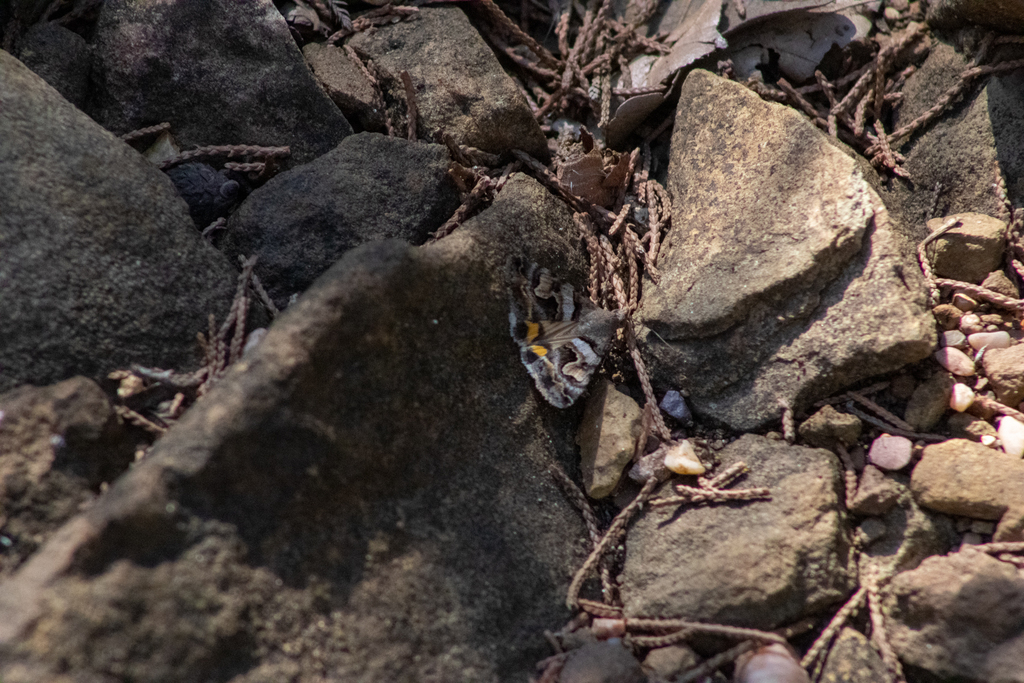 Bulia from Mills County, TX, USA on June 23, 2023 at 04:24 PM by Dillon ...