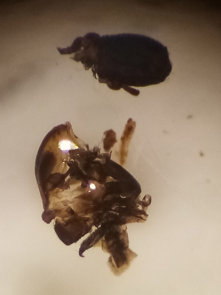 beetle mites from Duvauchelle, New Zealand on March 17, 2023 by ...