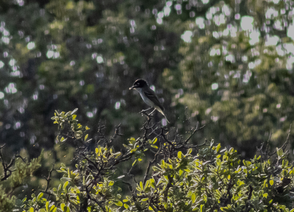 Black-capped Vireo in June 2023 by Dillon Tiller · iNaturalist