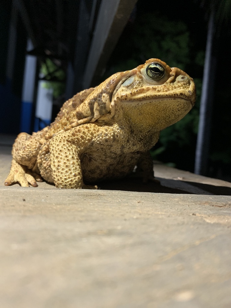 Cururu Toad from Corumbá, MS, BR on June 22, 2023 at 09:58 PM by Aloys ...