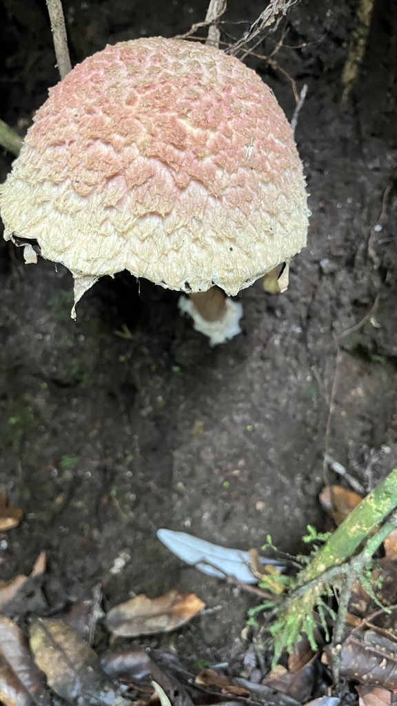 Boletellus from Santa Ana, San José, CR on June 24, 2023 at 08:06 PM by ...