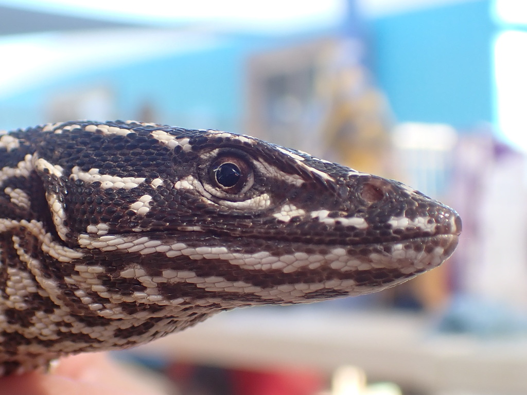 Ridge-tailed Monitor from Ashburton, WA, Australia on June 10, 2023 at ...