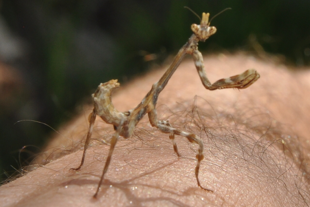 Pseudovates longicollis (Mantises of North America) · iNaturalist