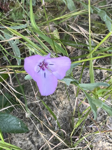 Observaciones de joush · NaturaLista Colombia