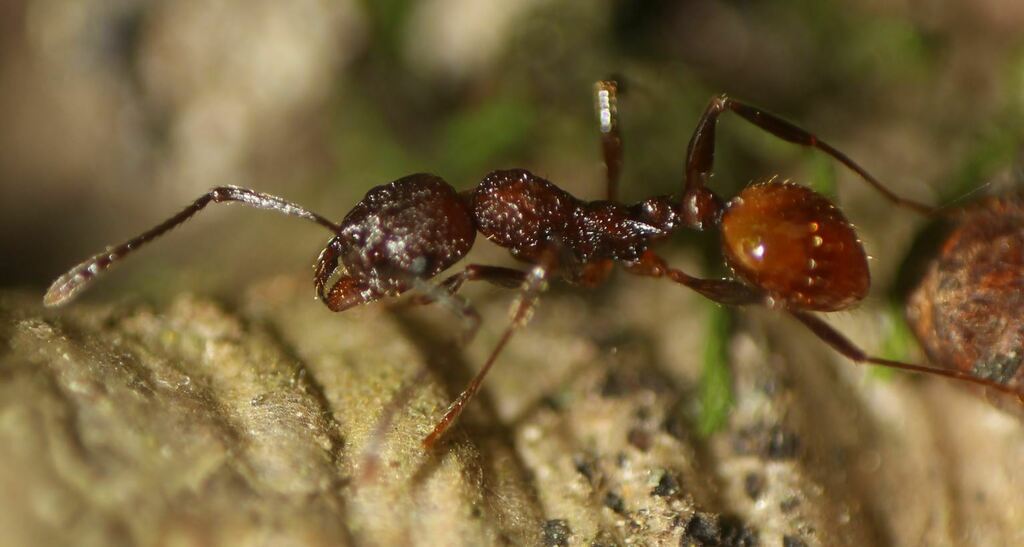 Mary's Collared Ant (Ants of Virginia) · iNaturalist