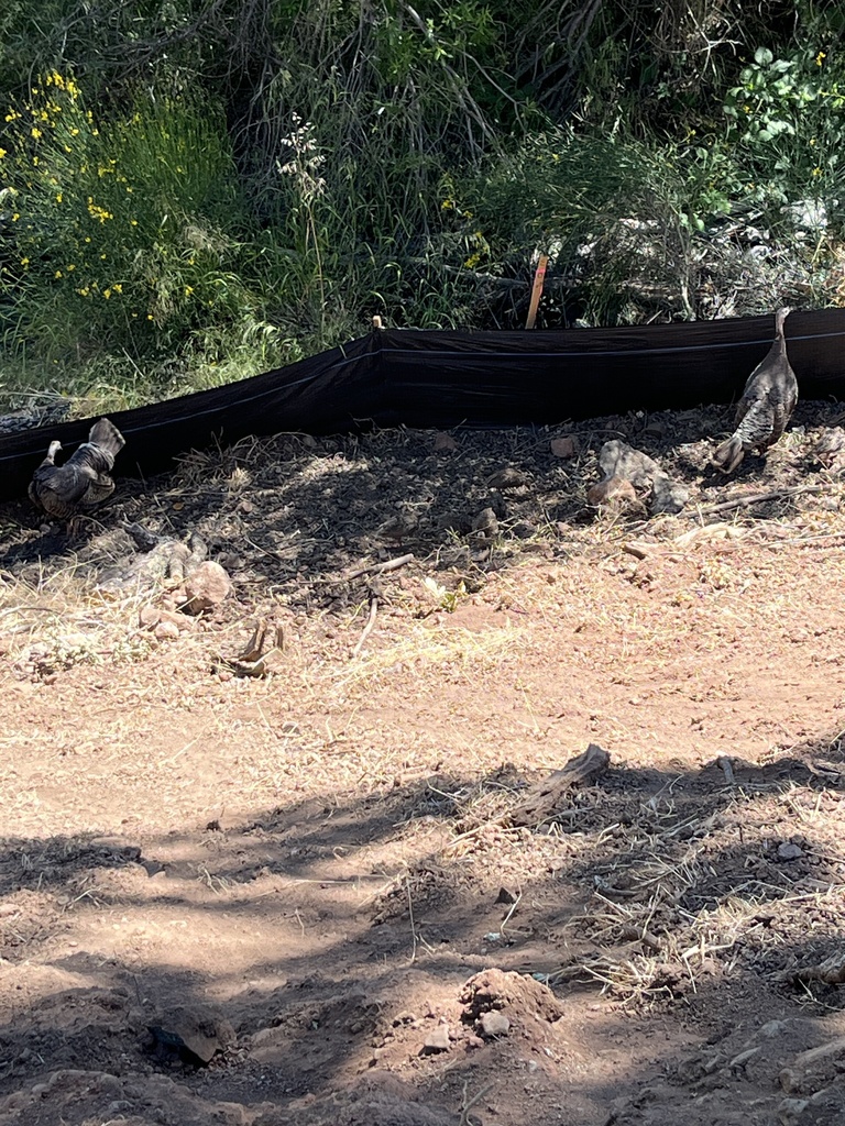 Wild Turkey from Almaden Quicksilver County Park, San Jose, CA, US on ...