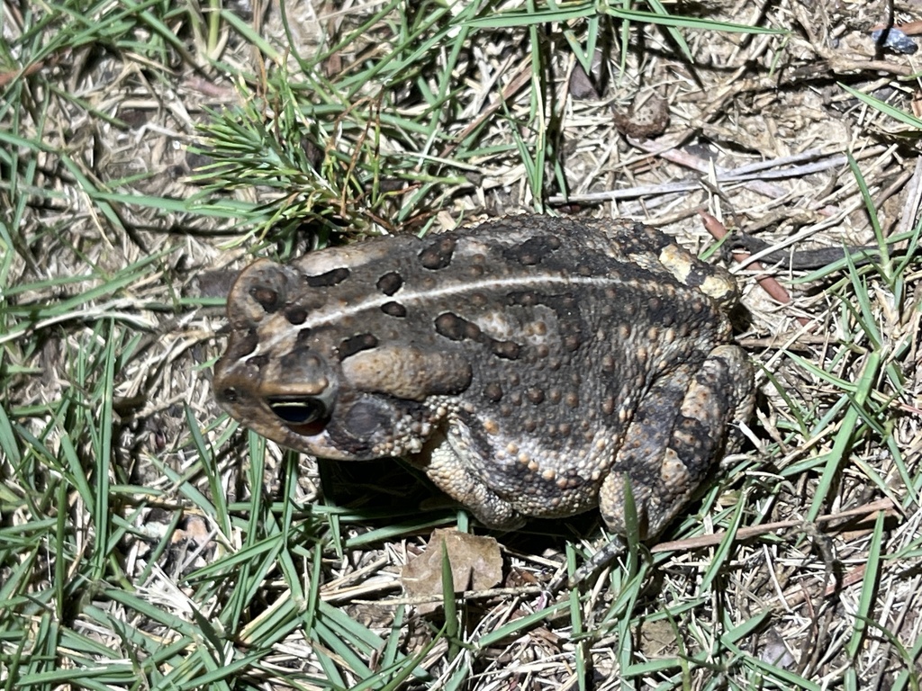 North American Toads from Shenandoah Dr, Northport, AL, US on June 24 ...