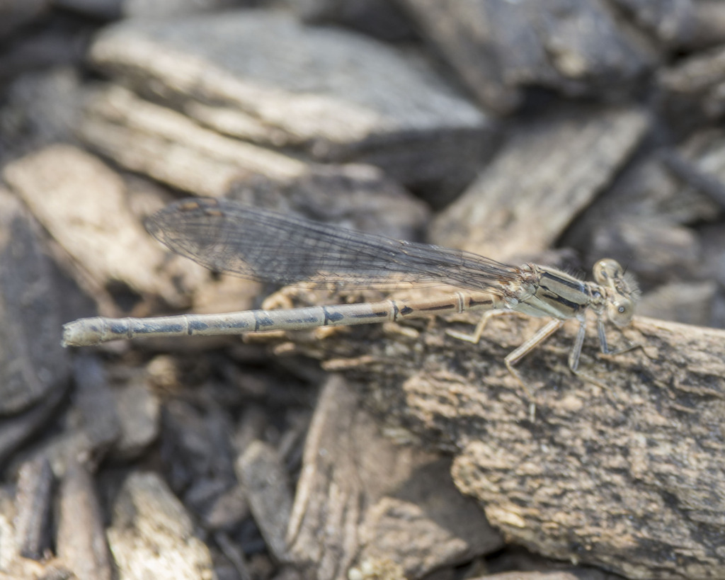 Variable Dancer from Dupage County, IL, USA on June 24, 2023 at 05:09 ...