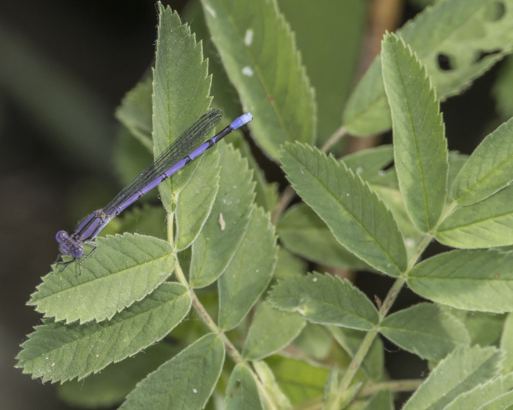 Variable Dancer from Dupage County, IL, USA on June 24, 2023 at 05:27 ...