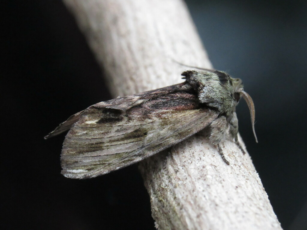 Red-washed Prominent from Bellbrook, Greene County, OH, USA on June 24 ...