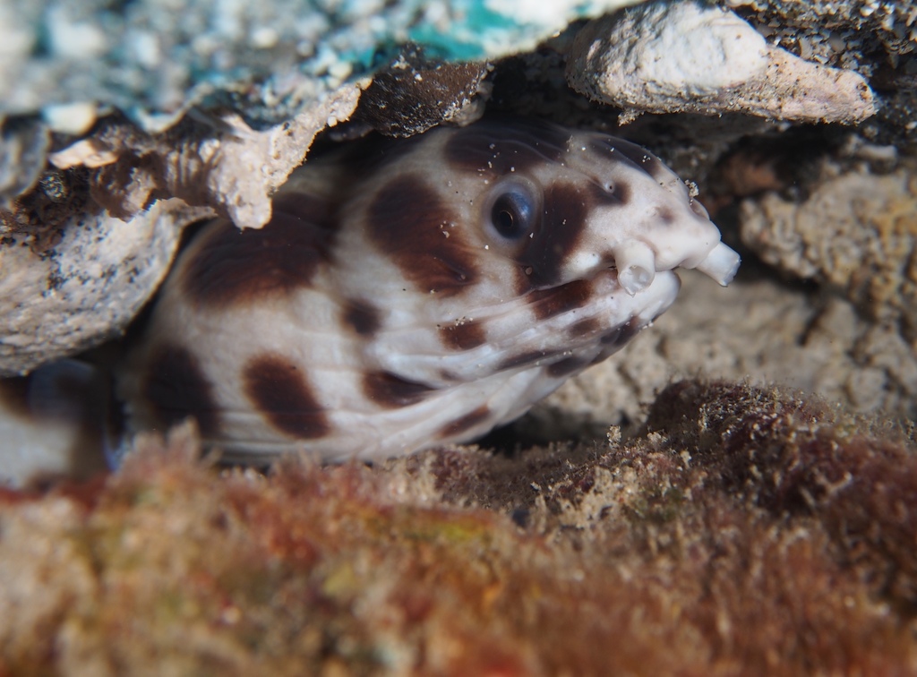 Magnificent Snake Eel (Myrichthys magnificus) - Marine Life Identification