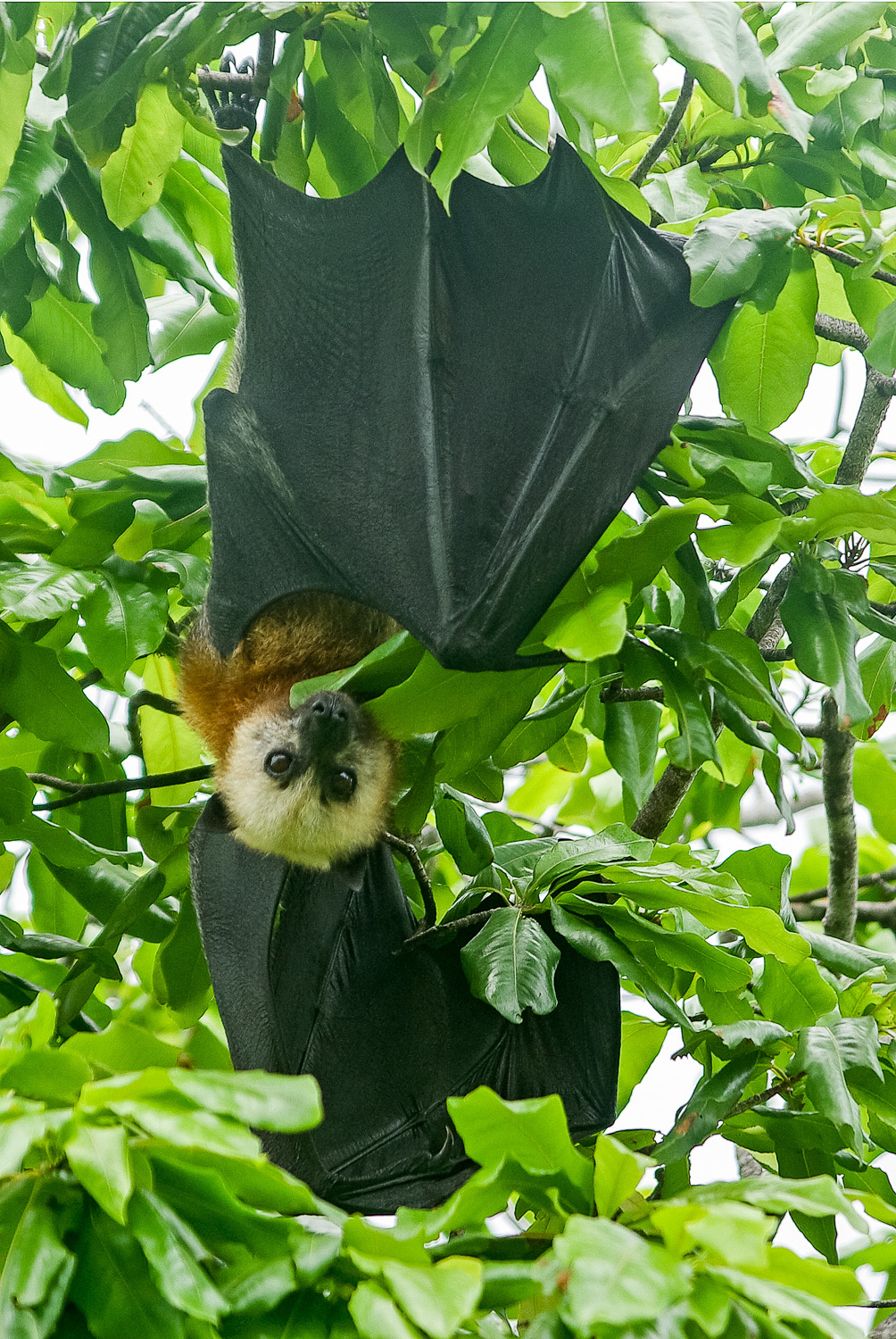 Pteropus aldabrensis True, 1893