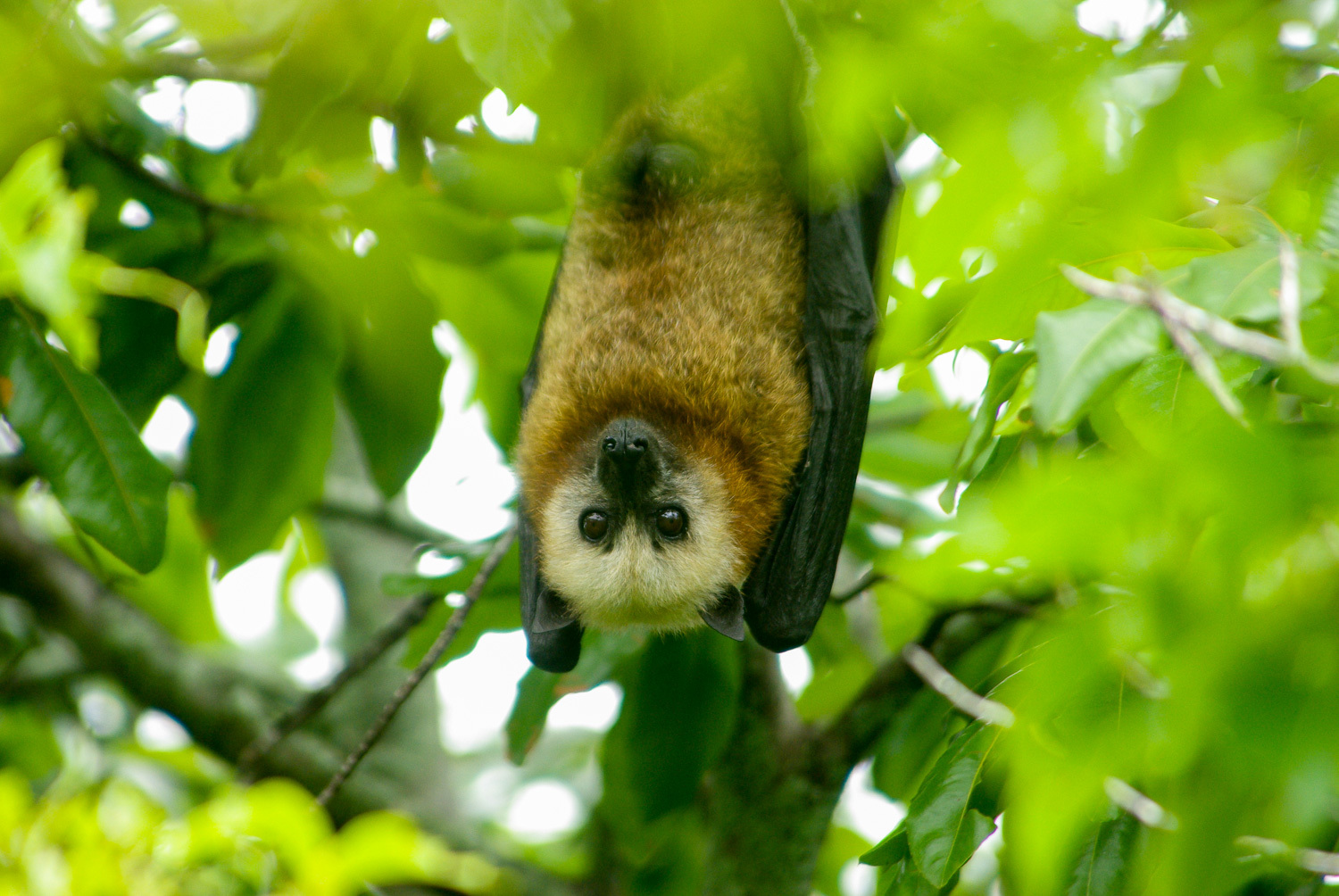 Pteropus aldabrensis True, 1893