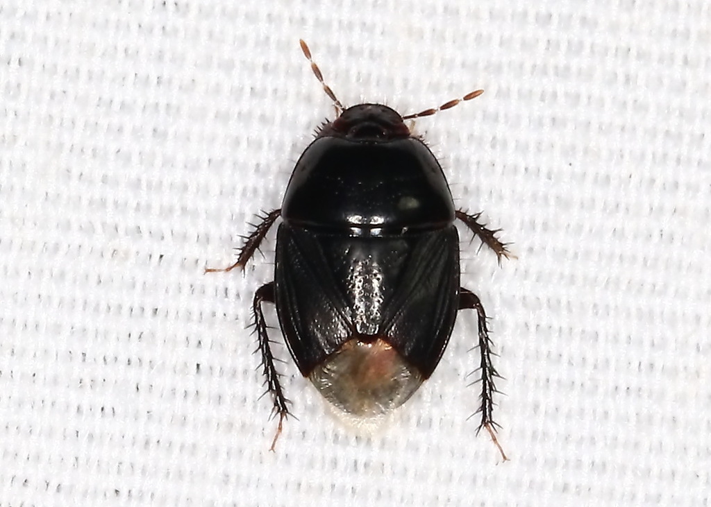 Two-lined Burrowing Bug in June 2023 by Jim Walker · iNaturalist