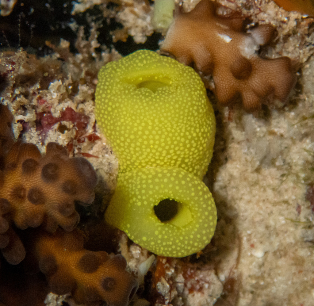 Phallusia julinea (Reefblitz marine species of Queensland 2023 ...