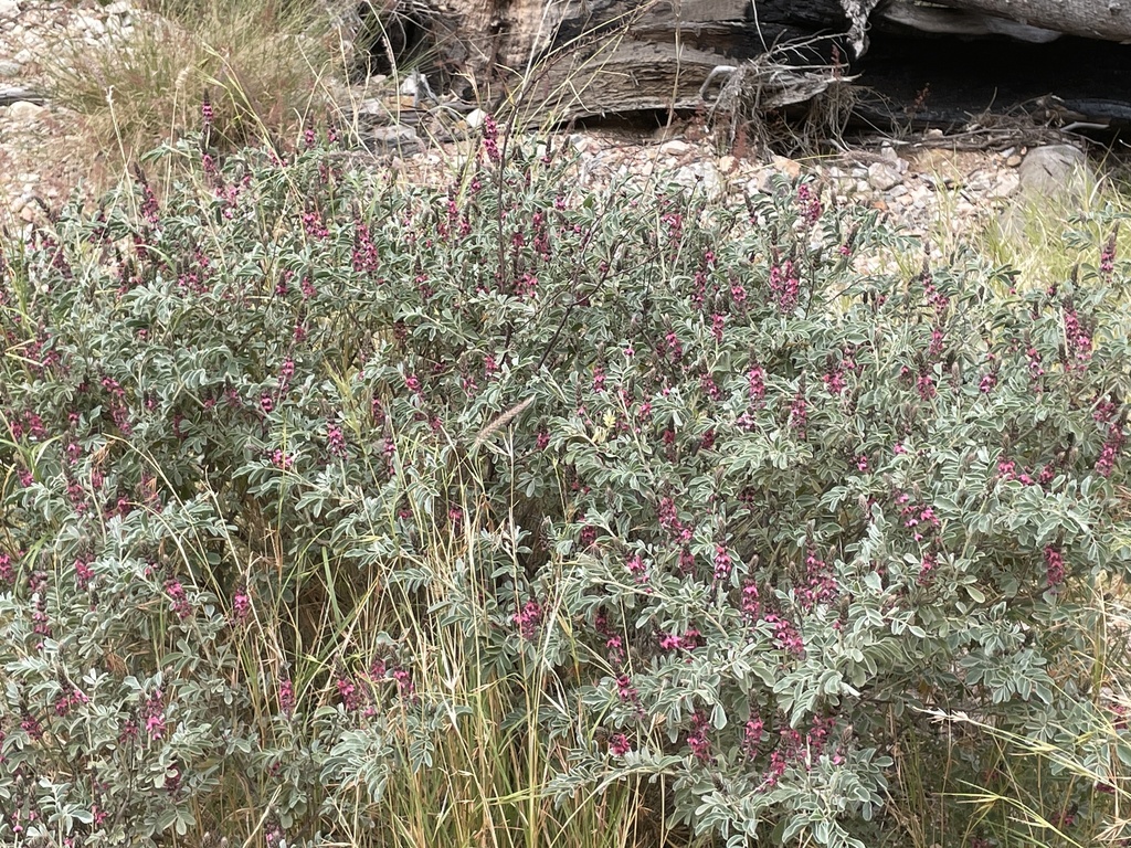 native scurf-pea from Rodinga Ward, Hugh, NT, AU on June 25, 2023 at 12 ...