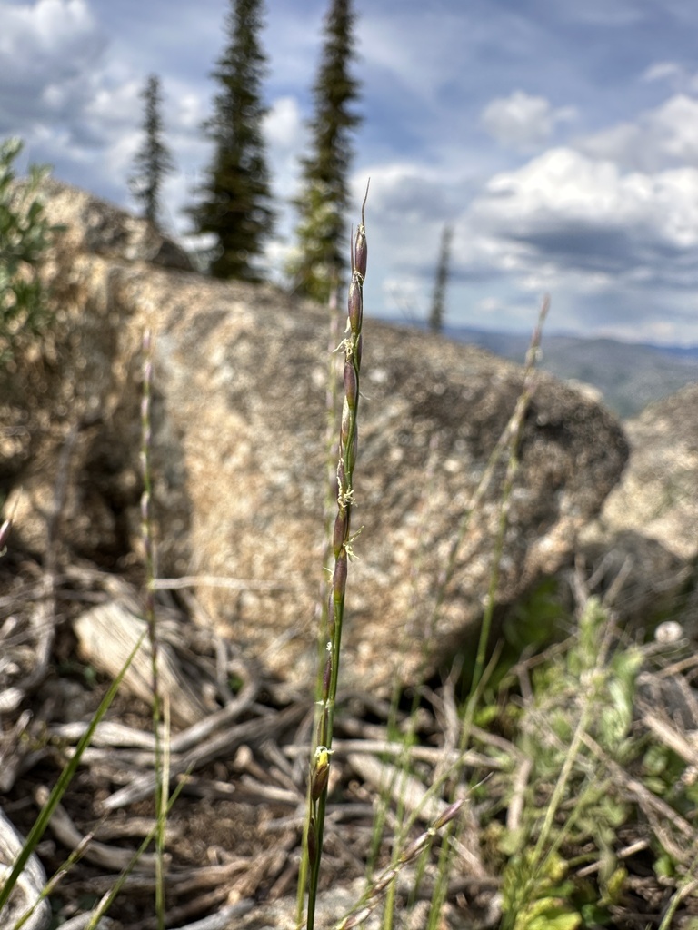 little ricegrass from Boise National Forest, Lowman, ID, US on June 24 ...
