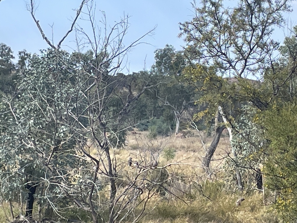 Zebra Finch from West MacDonnell, Sandover, AU-NT, AU on June 25, 2023 ...