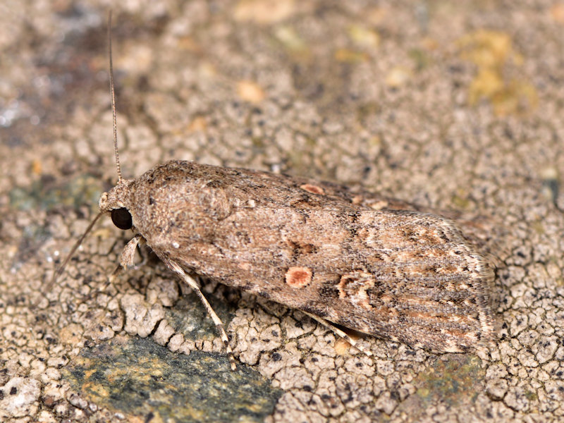 Beet Armyworm Moth (Insects of Yalukit Willam Nature Reserve) · iNaturalist