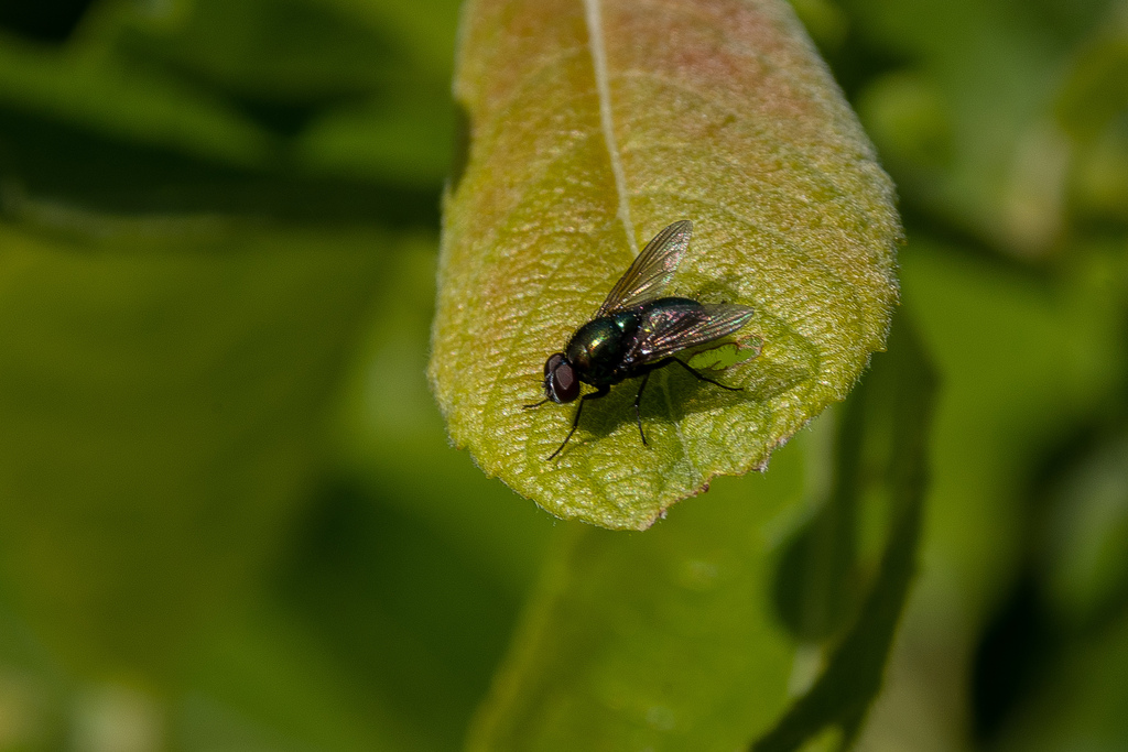 Pyrellia from Кирово-Чепецкий р-н, Кировская обл., Россия on June 12 ...