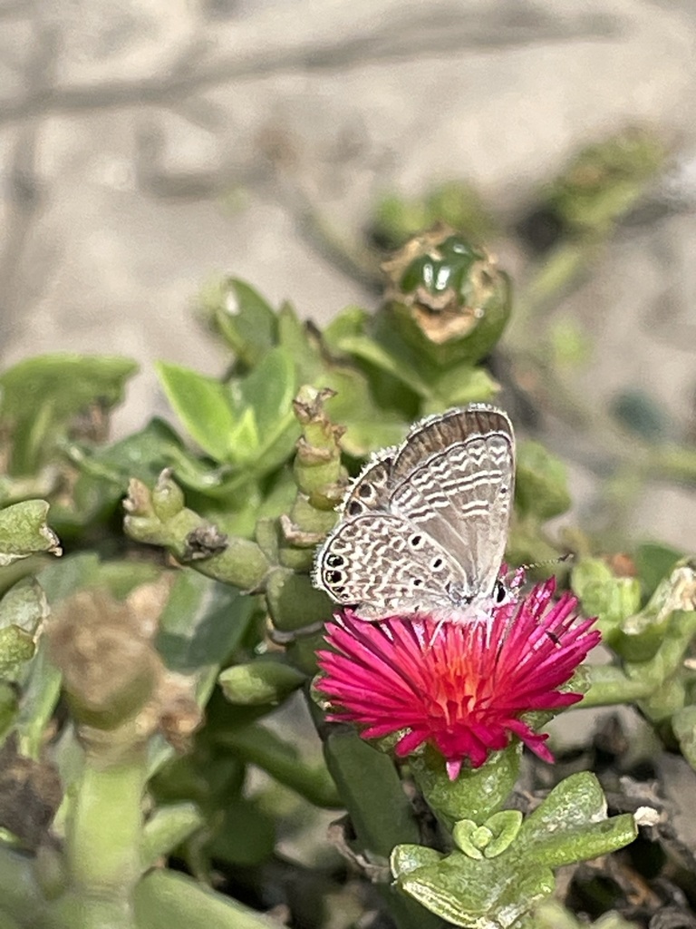 Ramon Blue from Lima, Peru on June 24, 2023 at 11:52 AM by Antonio W ...