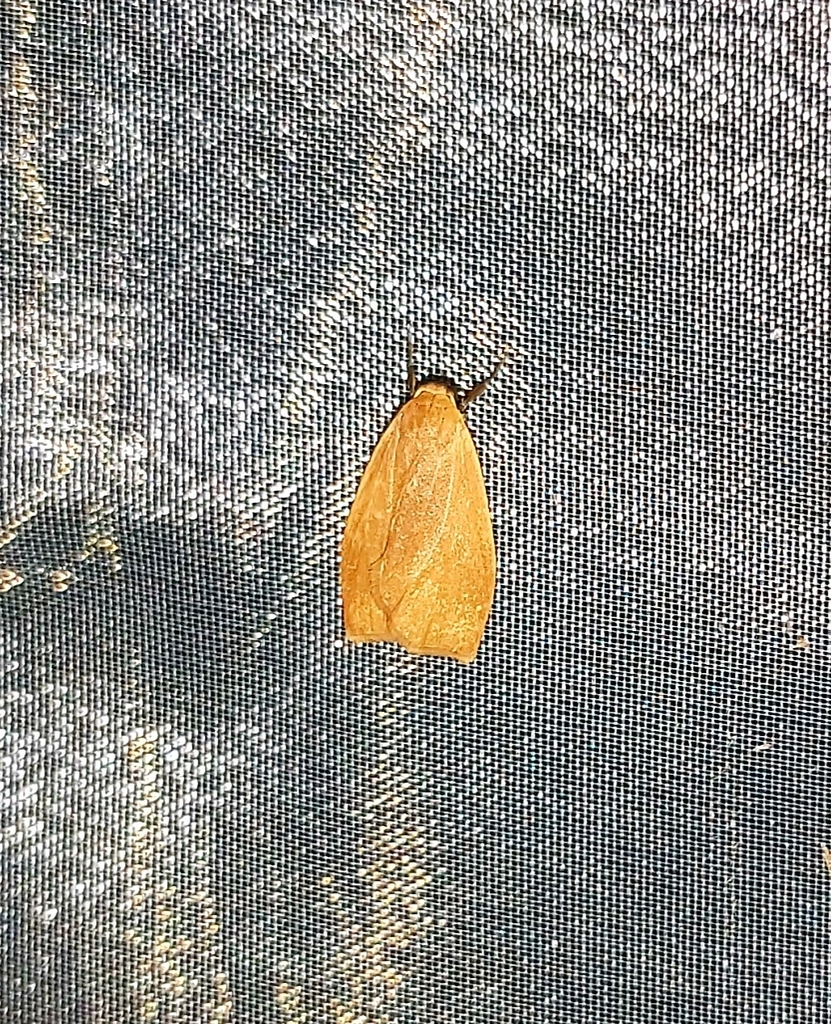 Nishada chilomorpha from Taiping Bamboo Resort on March 13, 2023 at 09: ...