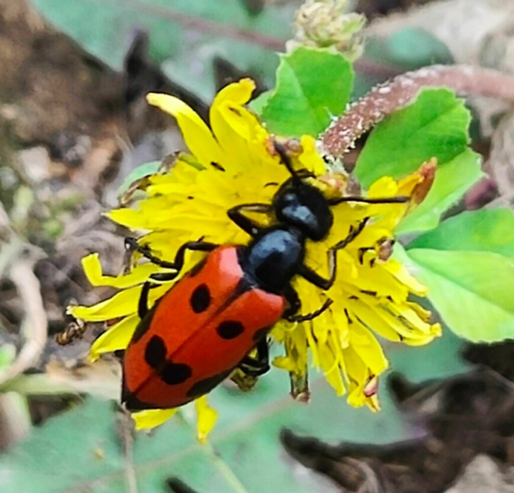 Four-spotted Blisterbeetle from 未定義的位置 on June 25, 2023 by sssssy ...