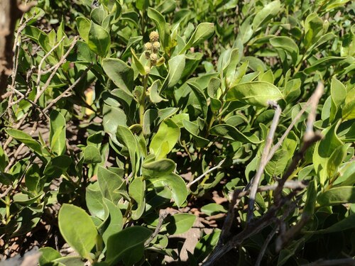 Variety Conocarpus erectus erectus · iNaturalist United Kingdom