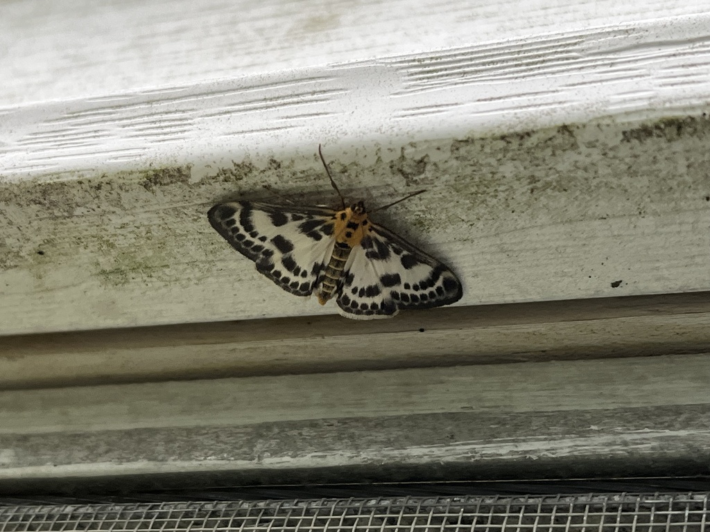 Small Magpie from Alden Cir, Portland, ME, US on June 24, 2023 at 07:35 ...