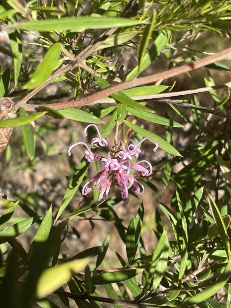 Pink Spider Flower from Berowra Valley National Park, Hornsby Heights ...