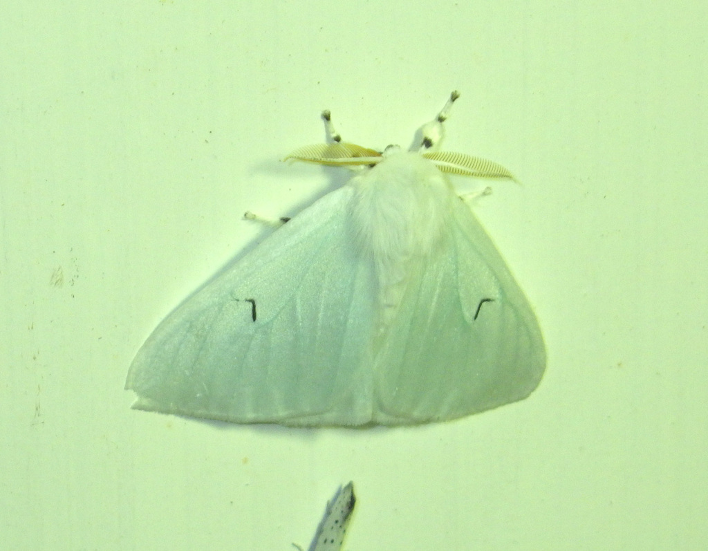 Black V Moth from Scheidterbergstraße, 66133 Saarbrücken, Germany on ...