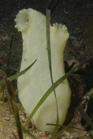 Obese ascidian from Dredge Glenelg SA on July 19, 1998 by David Spencer ...