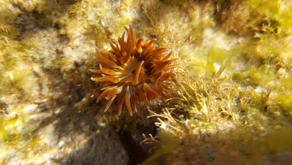 Anemonia mutabilis from Skennars Head NSW 2478, Australia on June 25, 2023 at 02:18 PM by ...