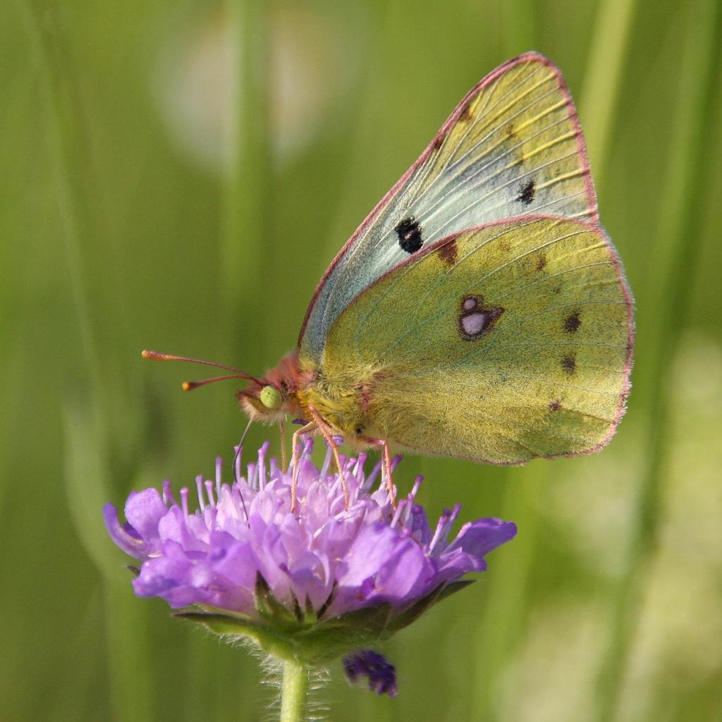 Colias (Ivvavik National Park) · iNaturalist